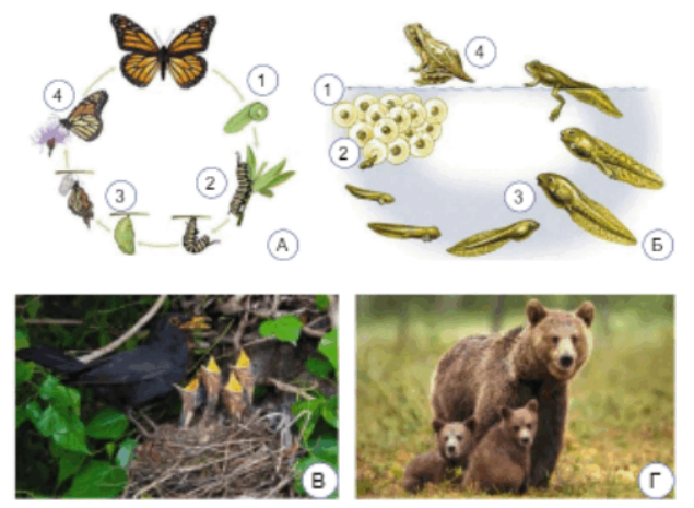 7 клас НУШ Характерні риси тварин Тест з біології «На Урок